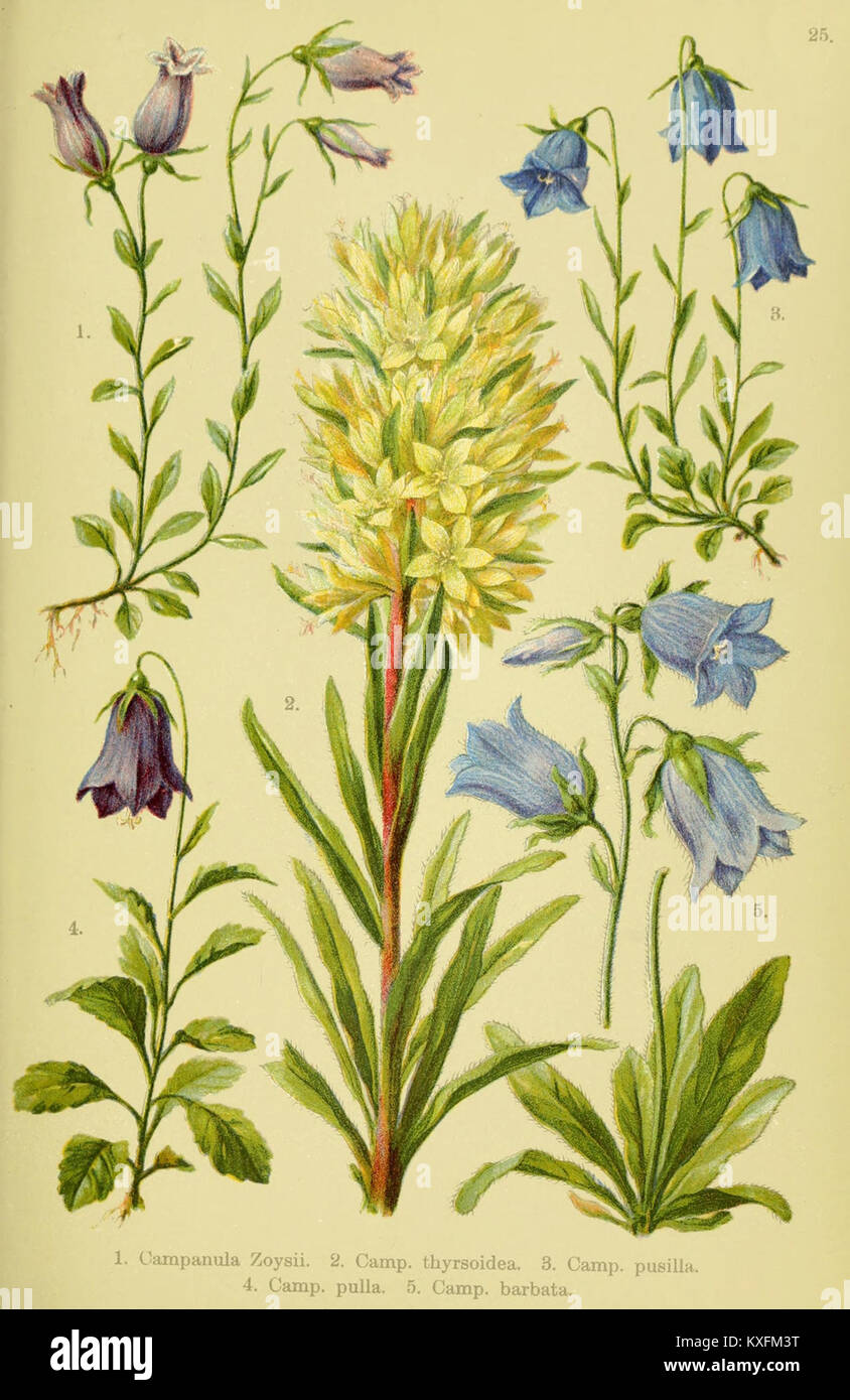 An illustration from *Alpen-Flora*, depicting alpine plants native to ...