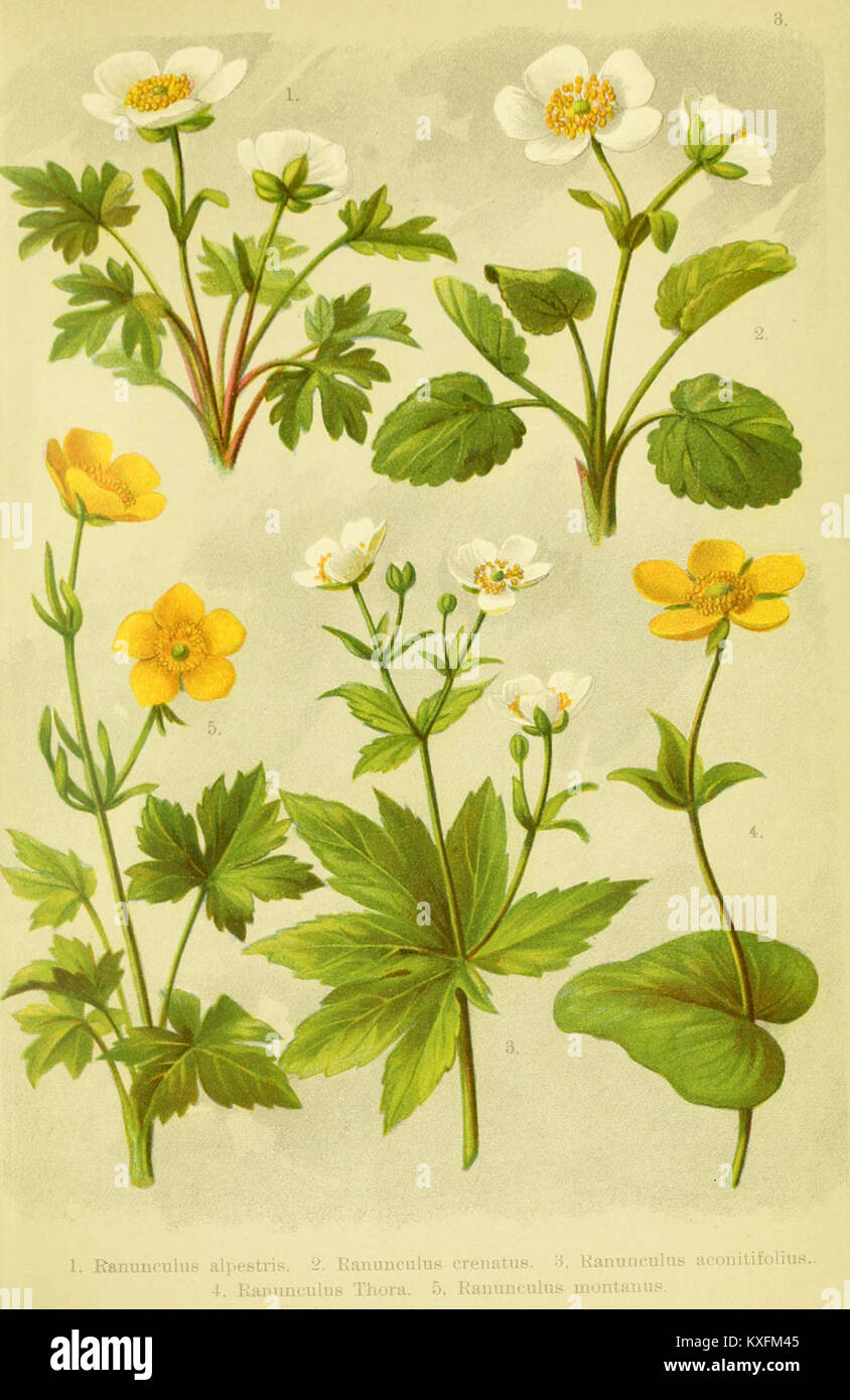 An illustration from 'Alpen-Flora für Touristen und Pflanzenfreunde ...