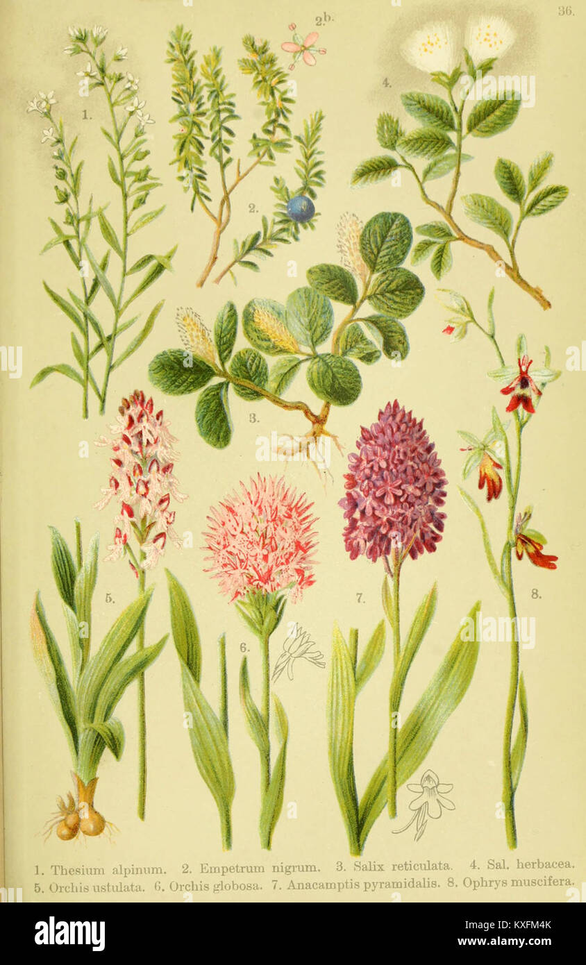 This image from *Alpen-Flora für Touristen und Pflanzenfreunde ...