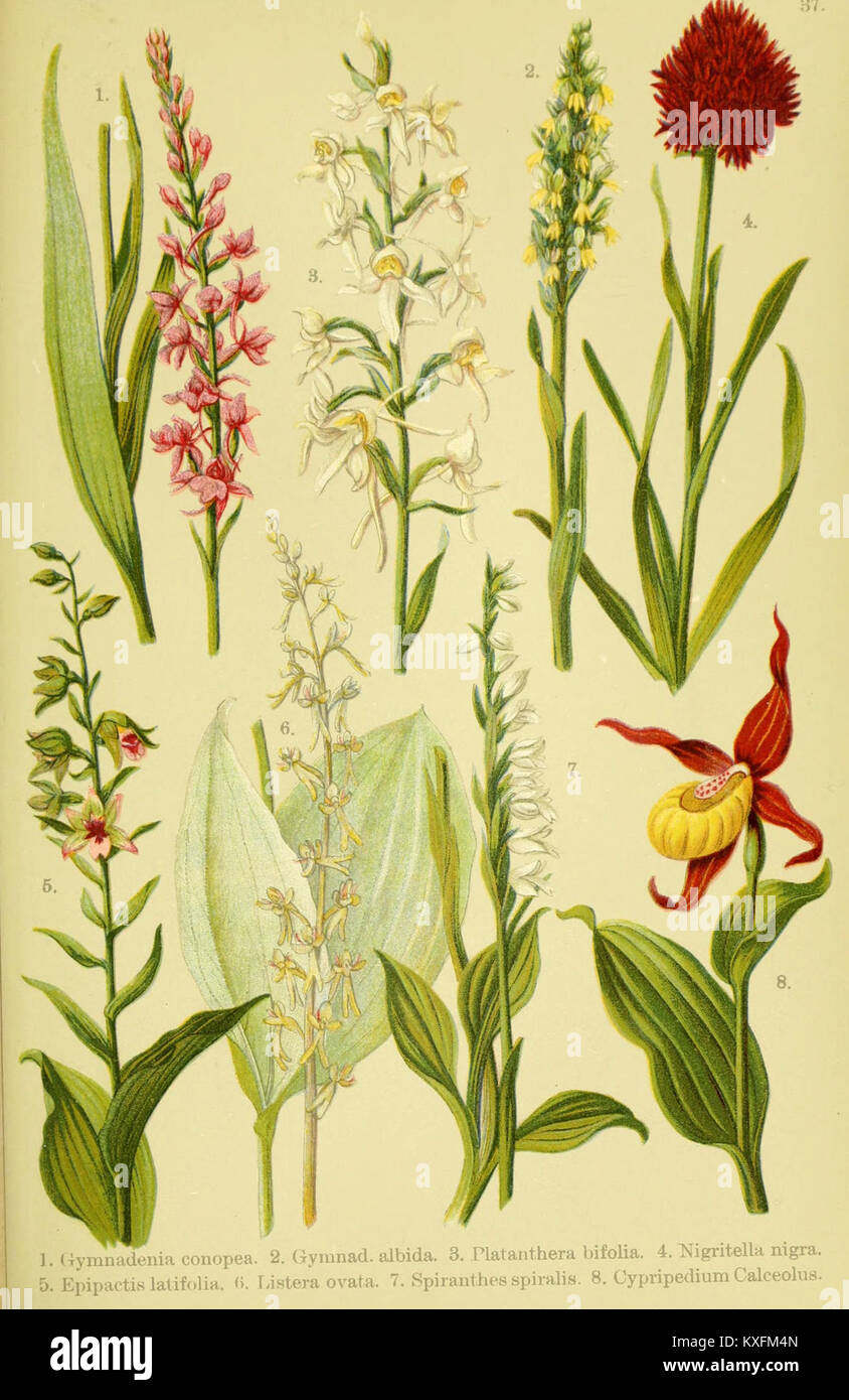 Alpen-Flora für Touristen und Pflanzenfreunde (Pl. 37) (6021510451 ...