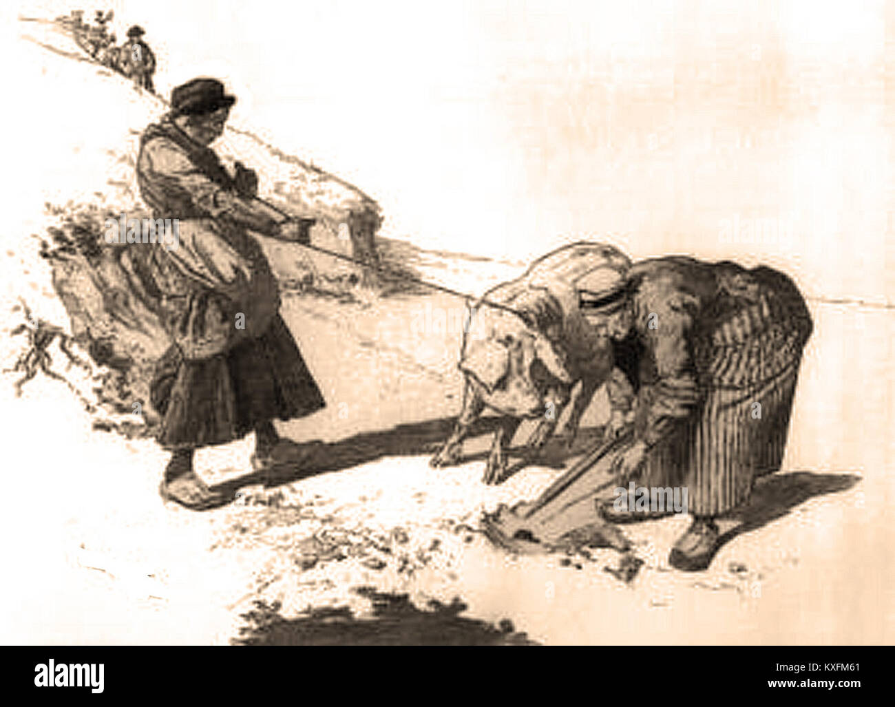 'Alpes provençales Trufficultrices' refers to the truffle cultivation ...