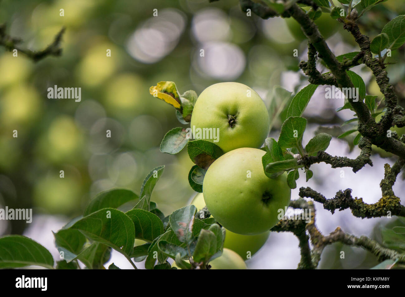 Two apples growing on branch hi-res stock photography and images - Alamy