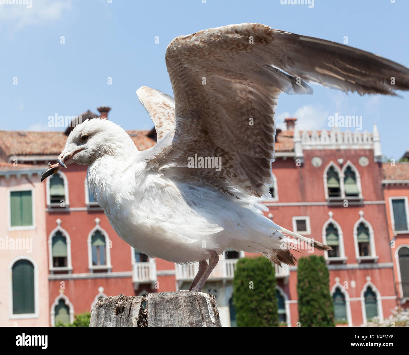 Deformed wing High Resolution Stock Photography and Images - Alamy