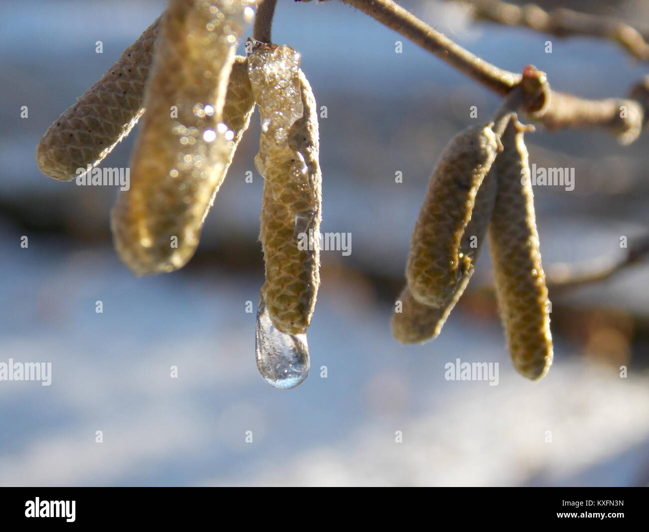 Drops of ice hi-res stock photography and images - Alamy