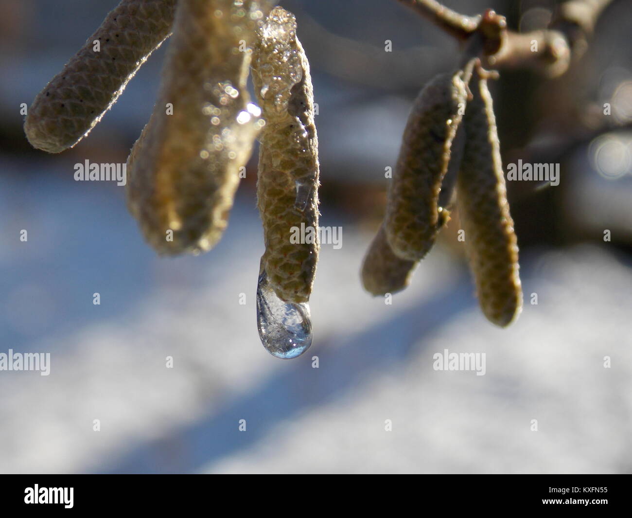 Drops Of Ice High Resolution Stock Photography and Images - Alamy