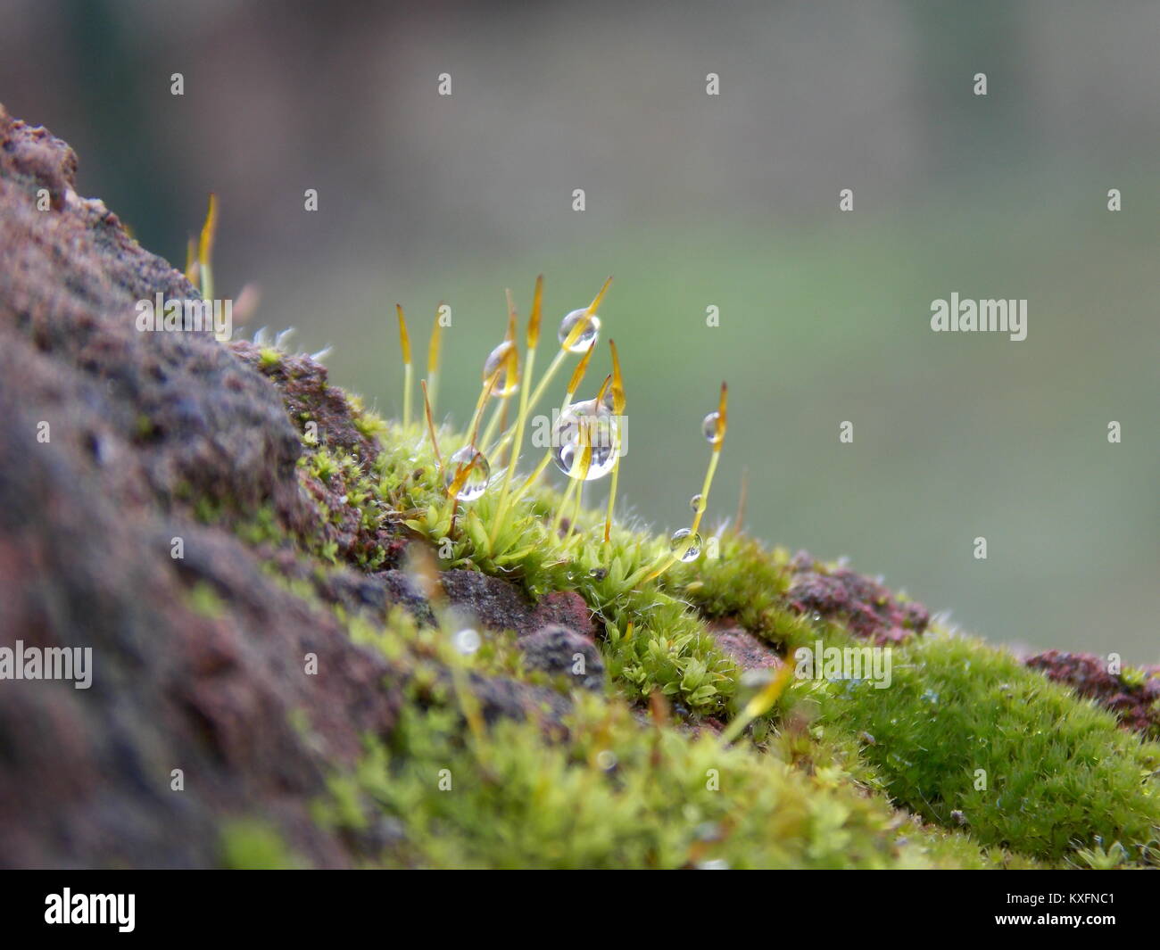 droplets of rain in moss Stock Photo - Alamy