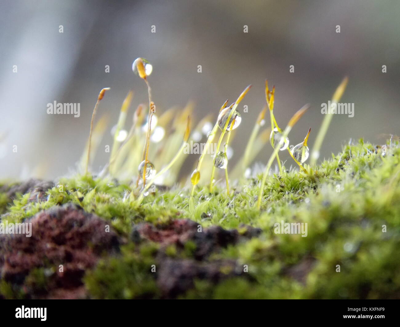 droplets of rain in moss Stock Photo - Alamy