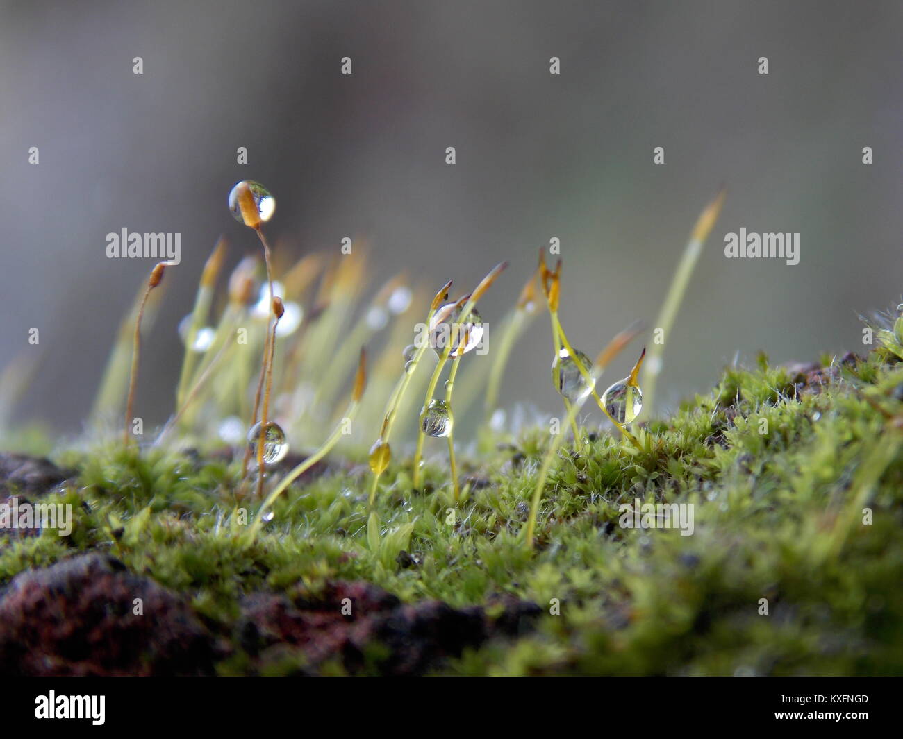 droplets of rain in moss Stock Photo - Alamy
