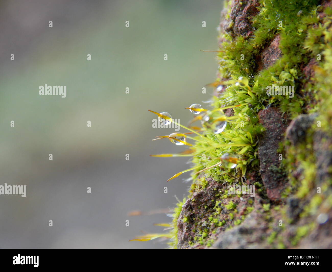 droplets of rain in moss Stock Photo - Alamy