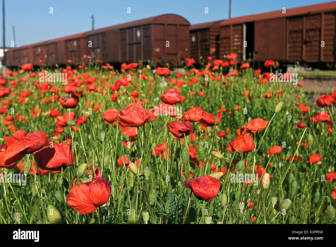Papaver rhoeas, common poppy, in the railway station Stock Photo - Alamy