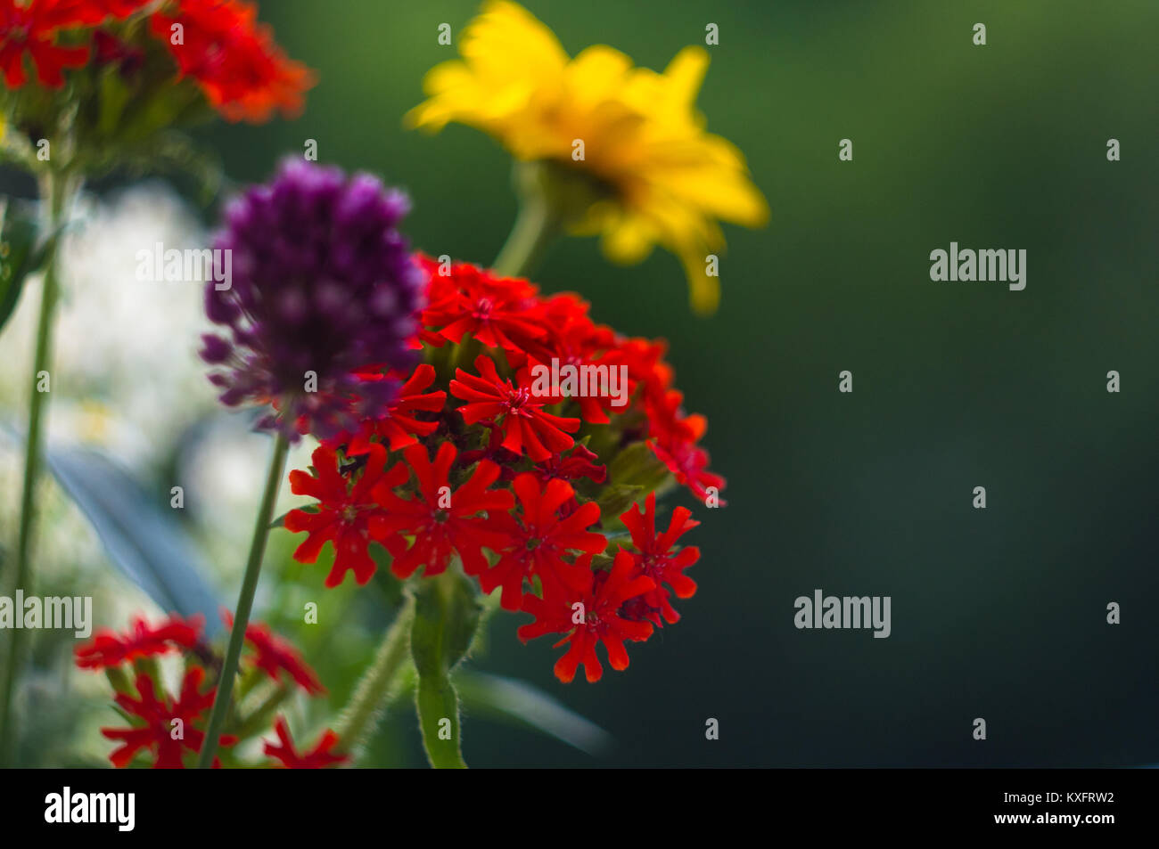 a colorful bouquet of bright spring flowers of various types, close-up ...