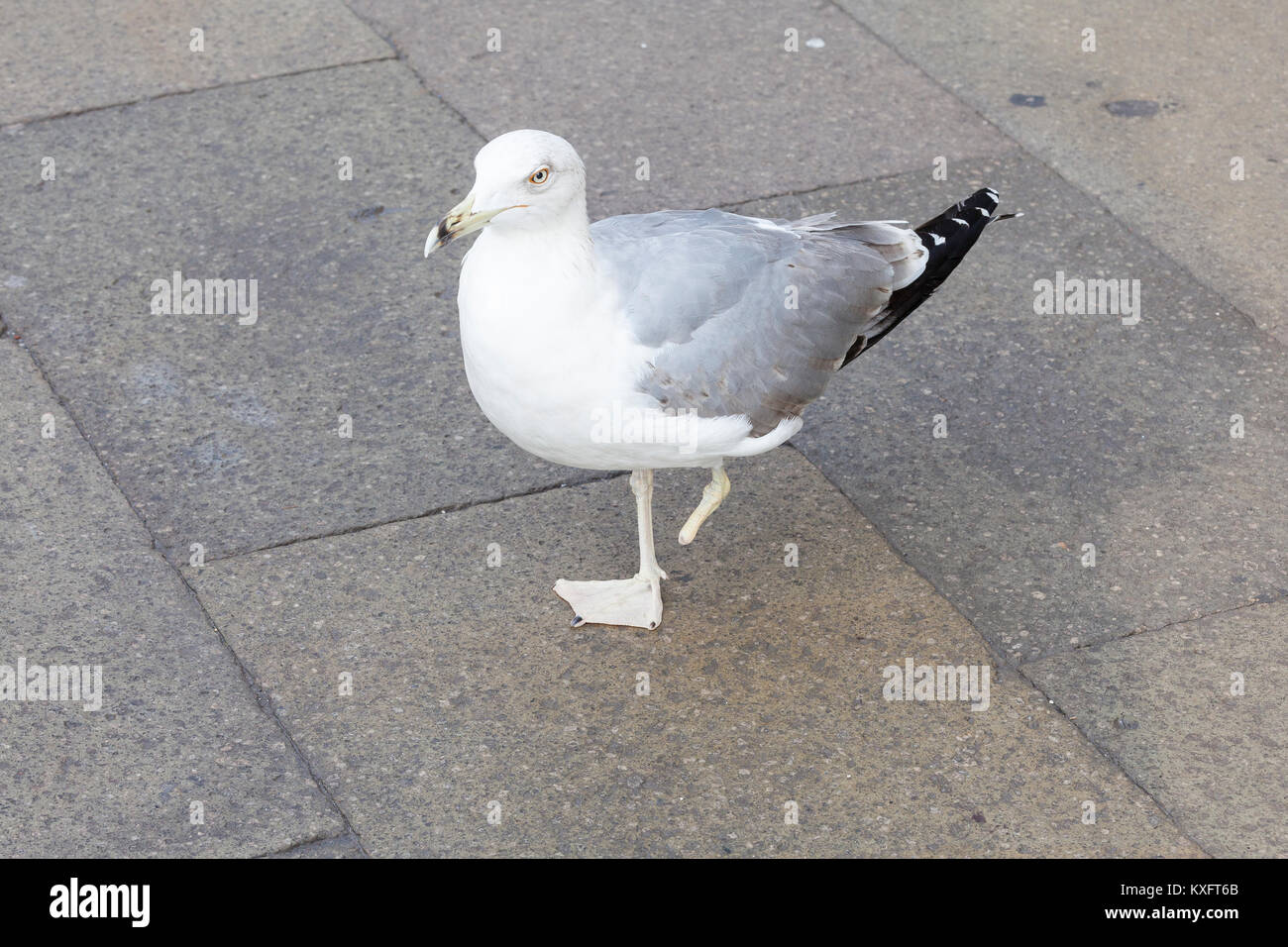 Ring-billed gull, Larus delawarensis, Seagull amputee, one-legged gull ...