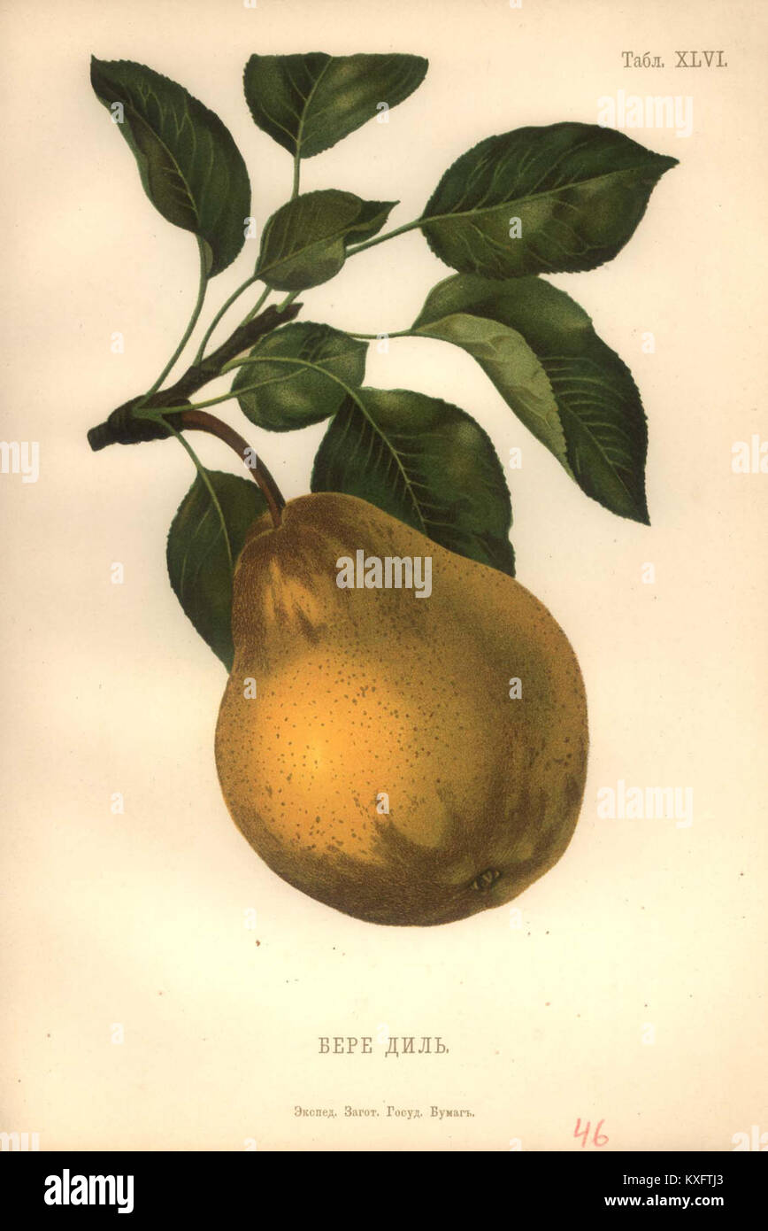 A botanical illustration from the 1906 'Atlas of Fruits,' depicting the ...