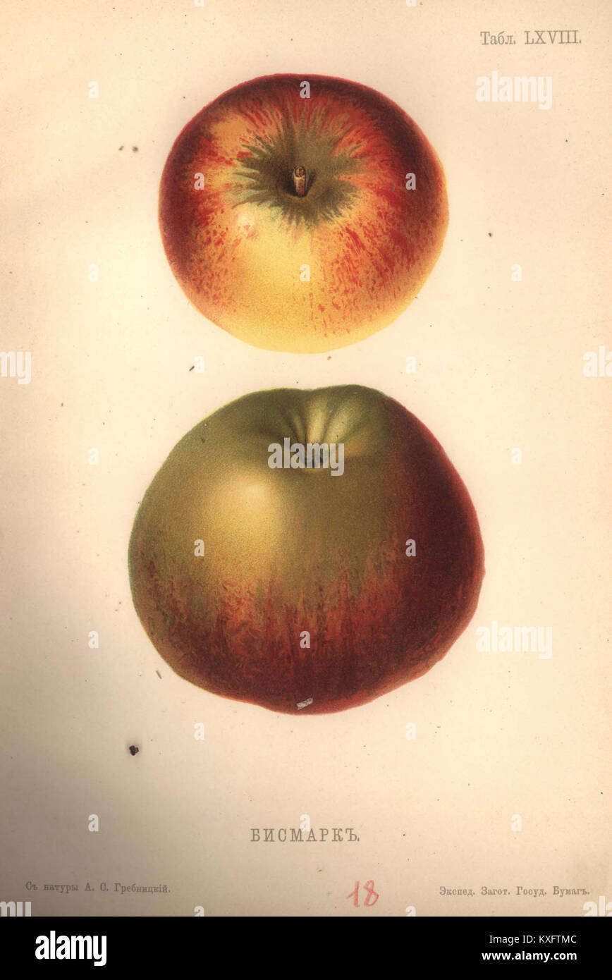 A plate from the 1906 Atlas of Fruits showing the ‘Bismarck’ apple ...