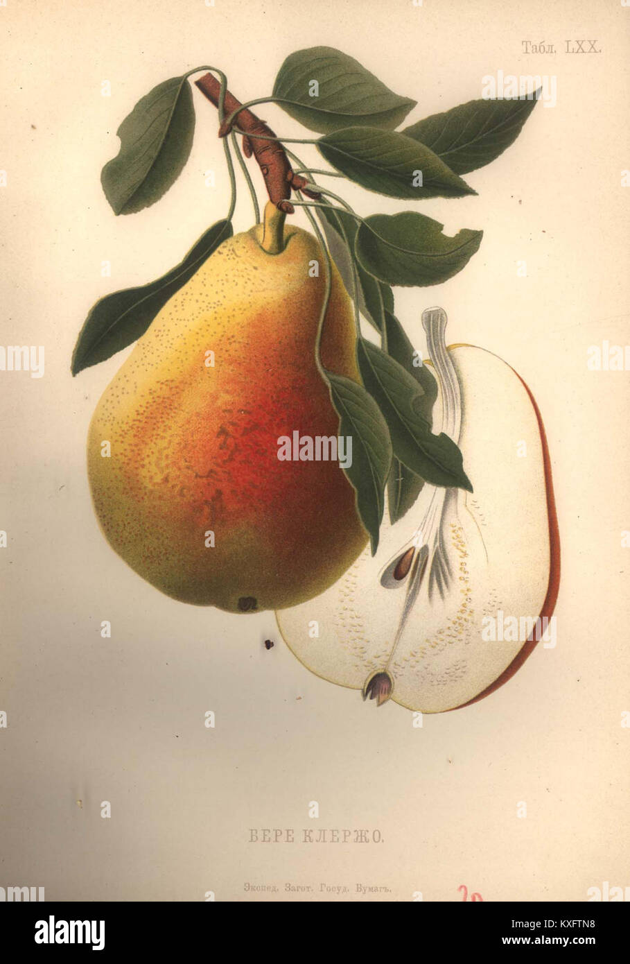 'Atles Plodov' (Fruit Atlas), published in 1906, includes a detailed ...