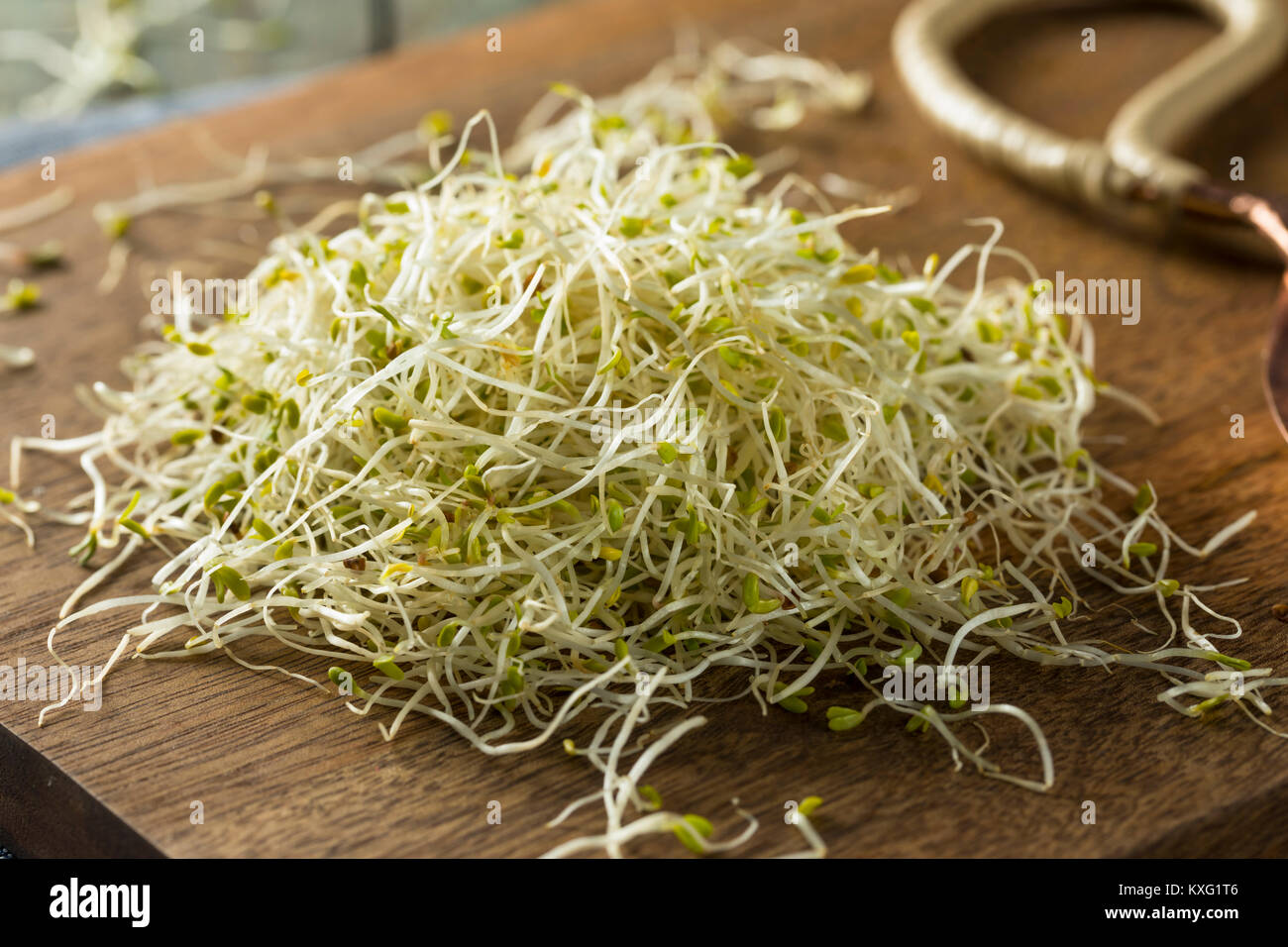 Raw Green Organic Alfalfa Sprouts on a Board Stock Photo - Alamy