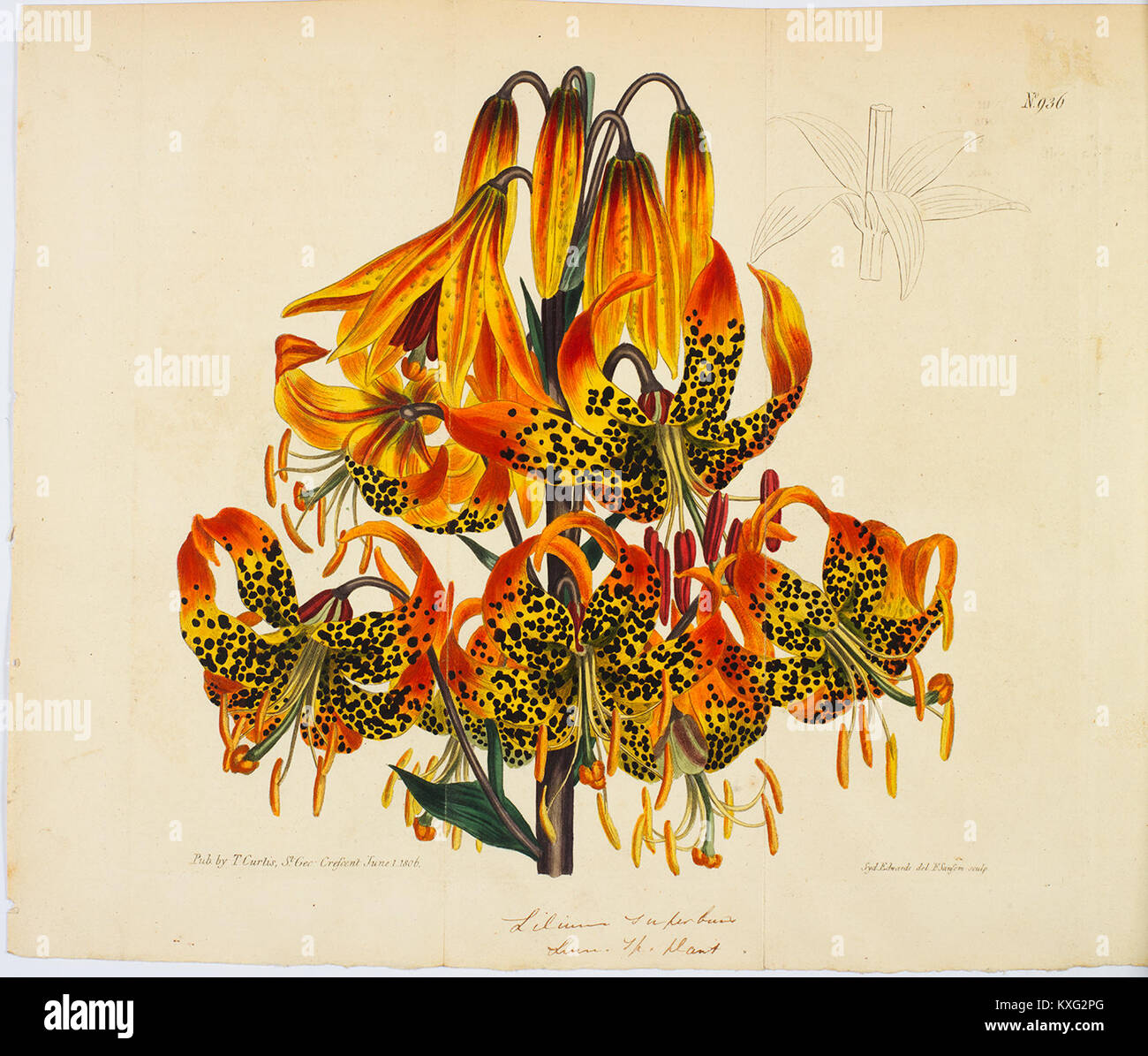 ‘Lilium superbum’, in John Sims (ed.), Curtis’s Botanical Magazine; or ...