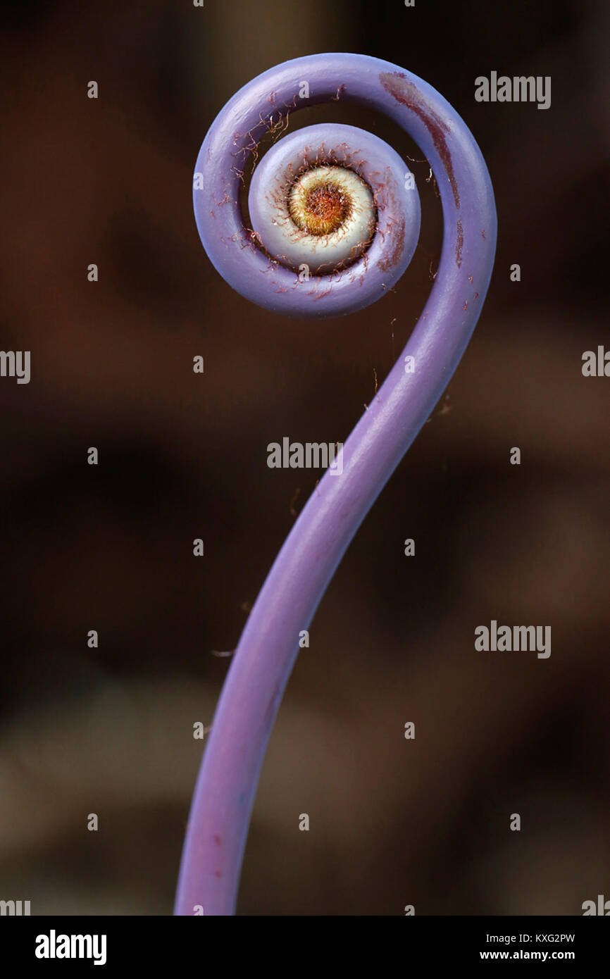 The entry describes a botanical specimen known as an 'Uluhe' frond, a ...