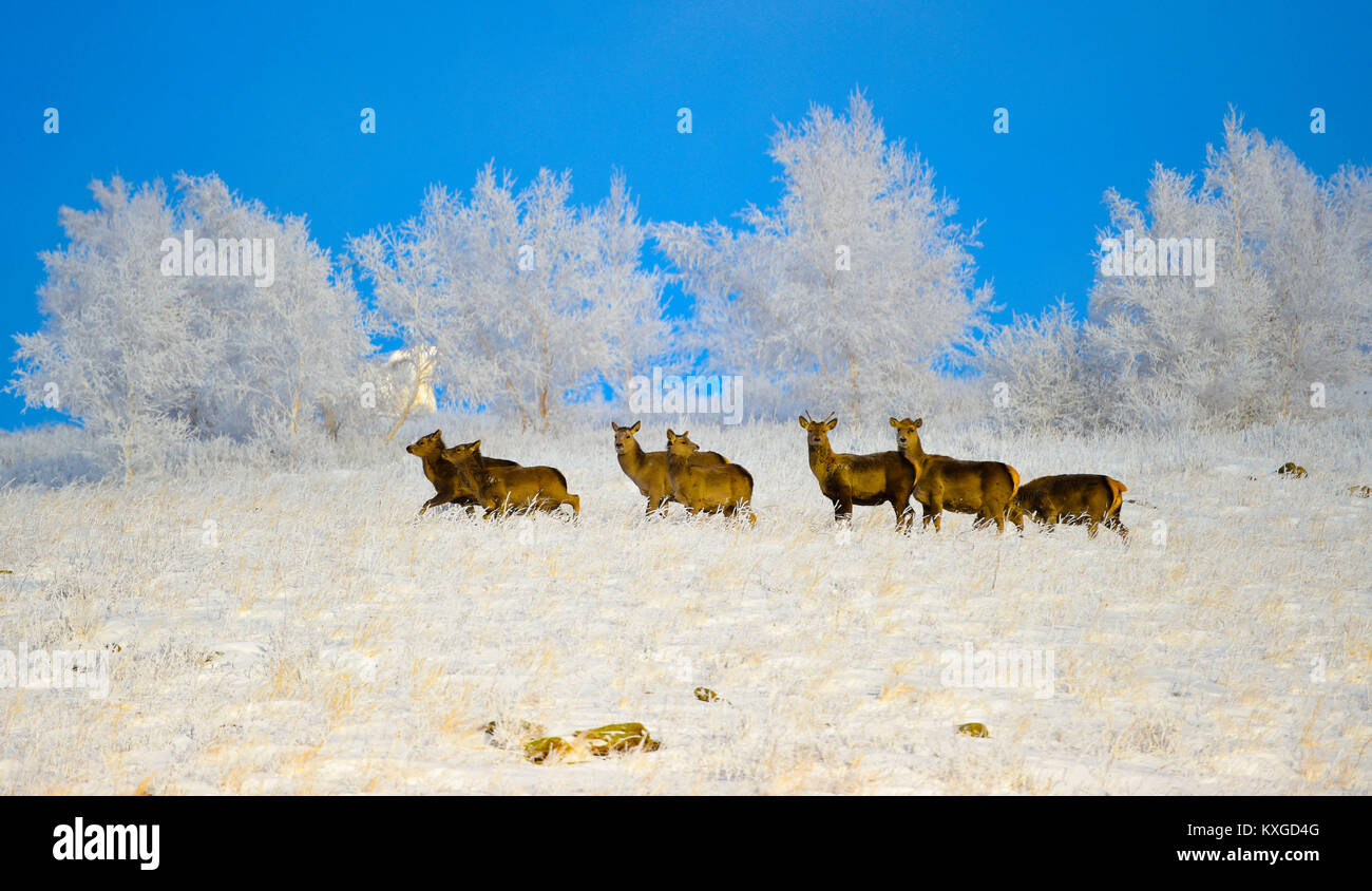 Hexigten Qi, China's Inner Mongolia Autonomous Region. 10th Jan, 2018 ...