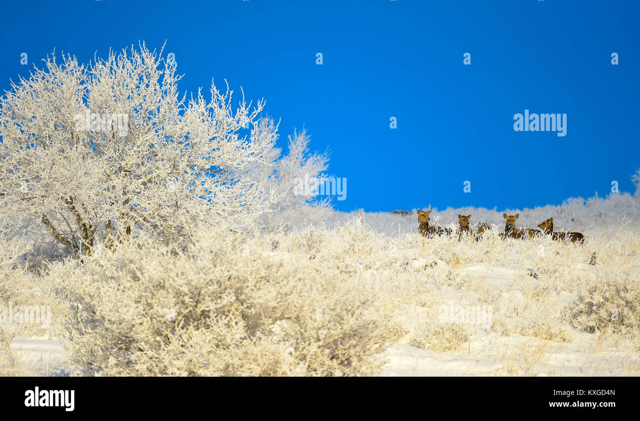 Hexigten Qi, China's Inner Mongolia Autonomous Region. 10th Jan, 2018 ...