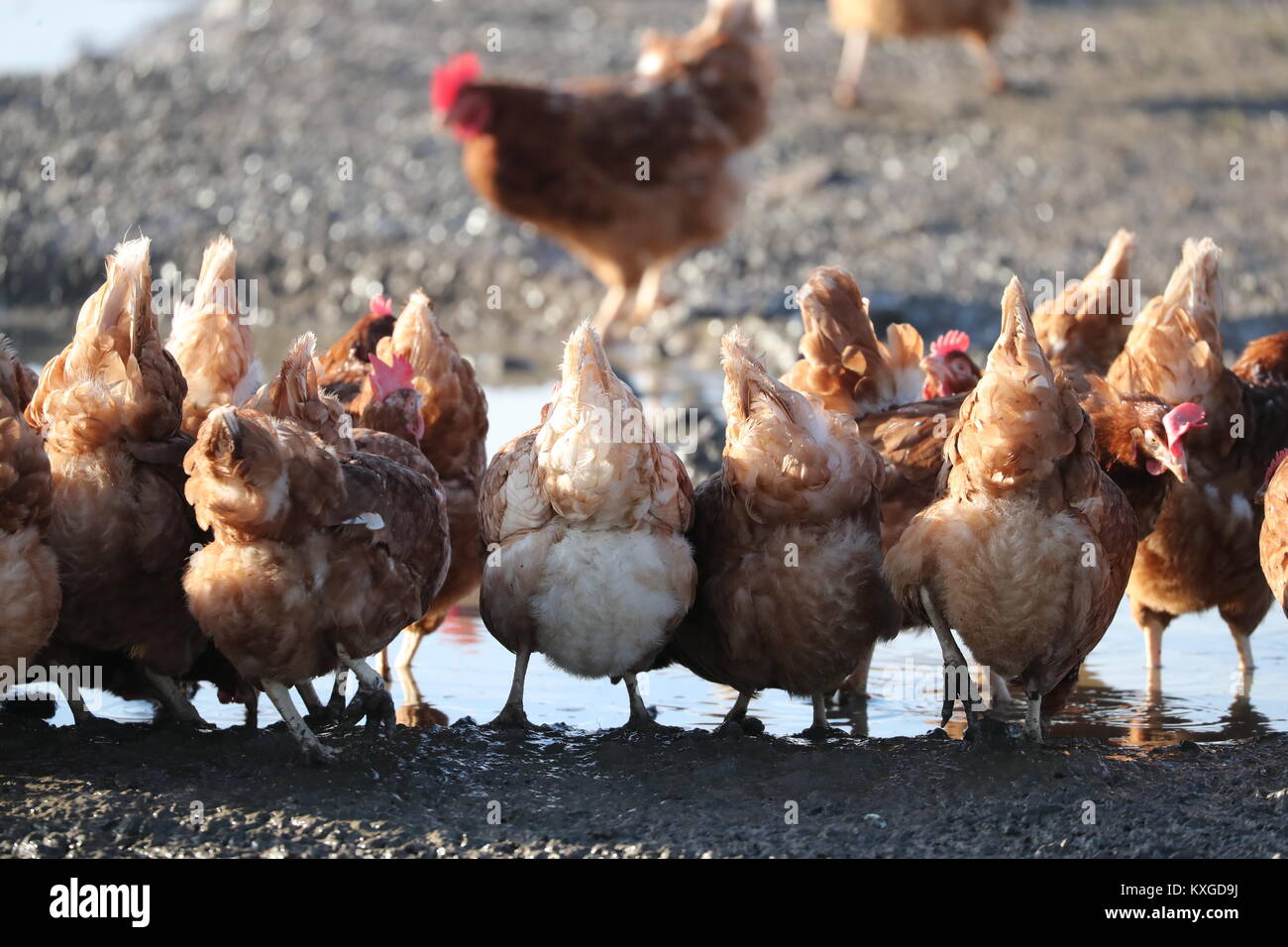 Schoenberg, Germany. 10th Jan, 2018. Picture of chicken in the Weber ...