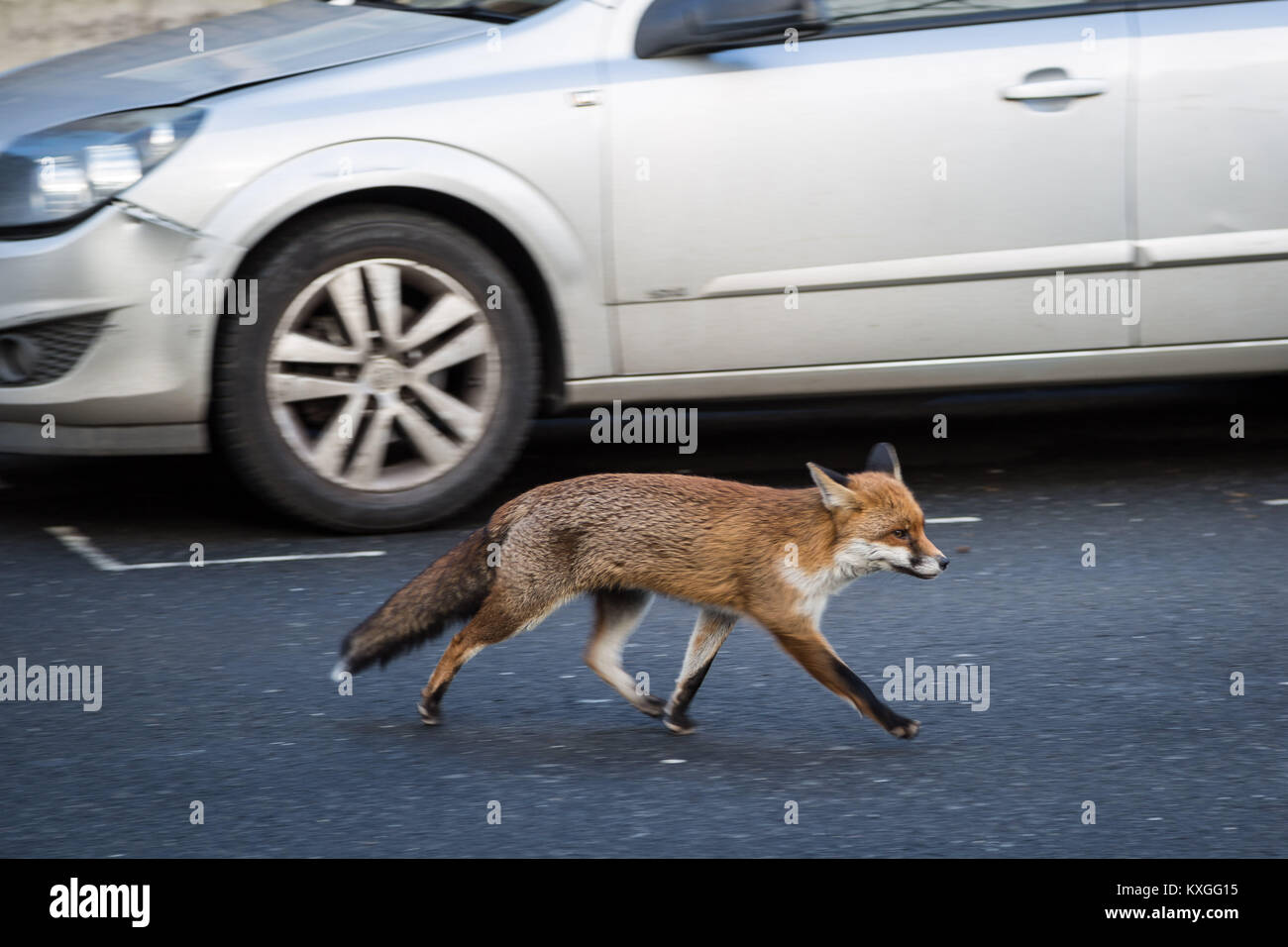 Guy fox hi-res stock photography and images - Alamy