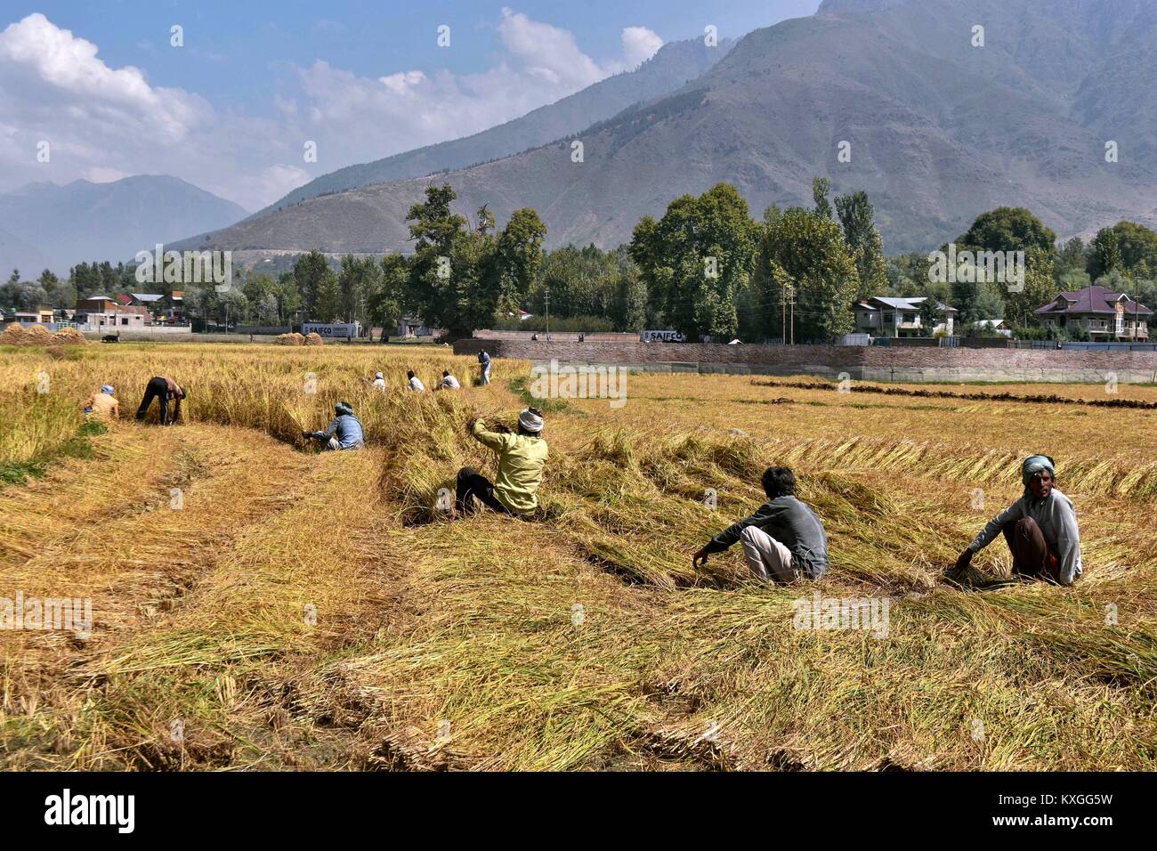 Srinagar, Kashmir, India. 24th Sep, 2017. Farmers reap paddy in a field ...