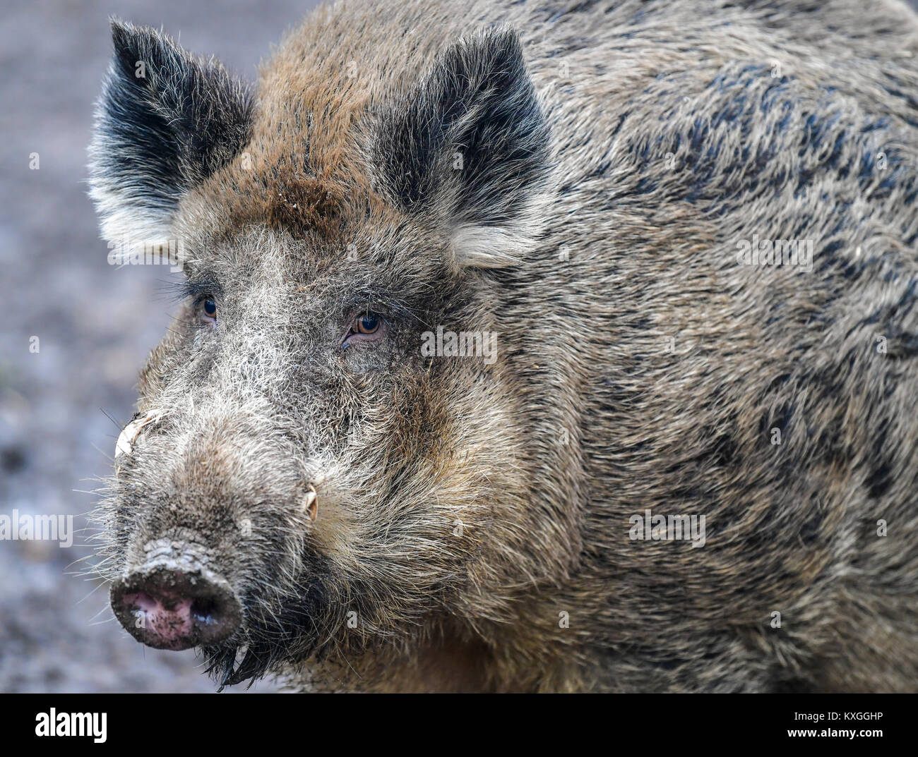Wild african boar stands in hi-res stock photography and images - Alamy