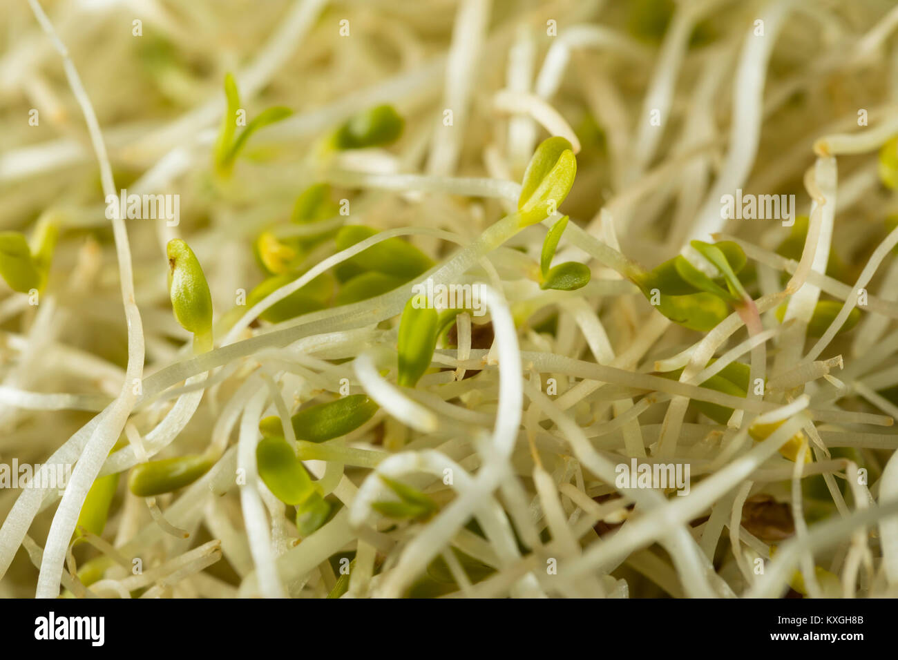 Raw Green Organic Alfalfa Sprouts on a Board Stock Photo - Alamy