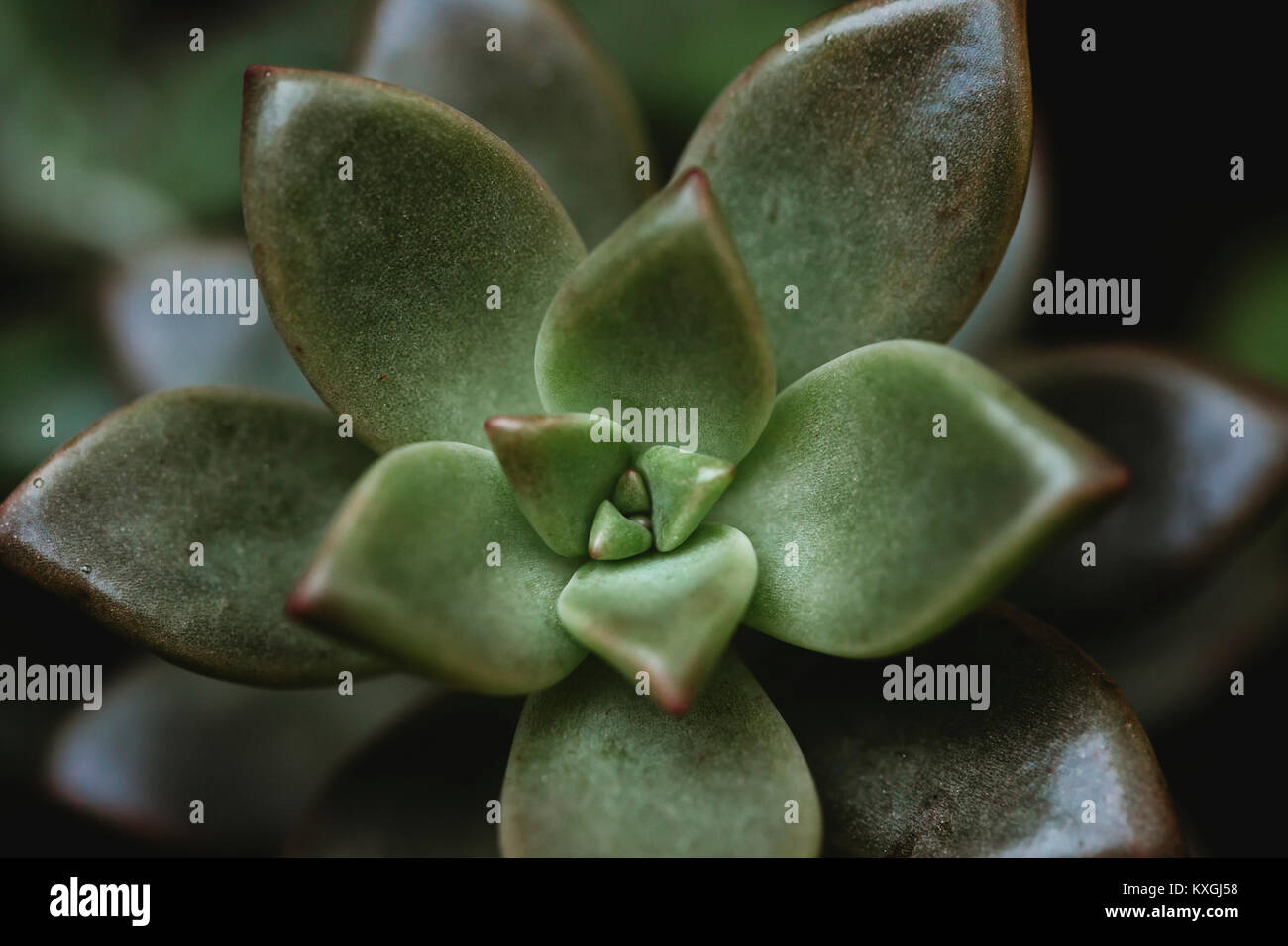 Succulent environment hi-res stock photography and images - Alamy