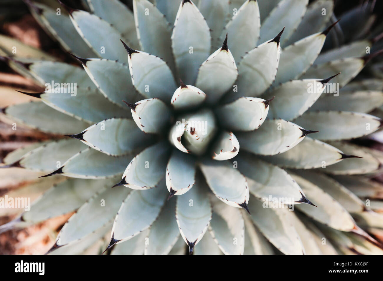 Overhead view of Agave plant growing outdoors Stock Photo - Alamy