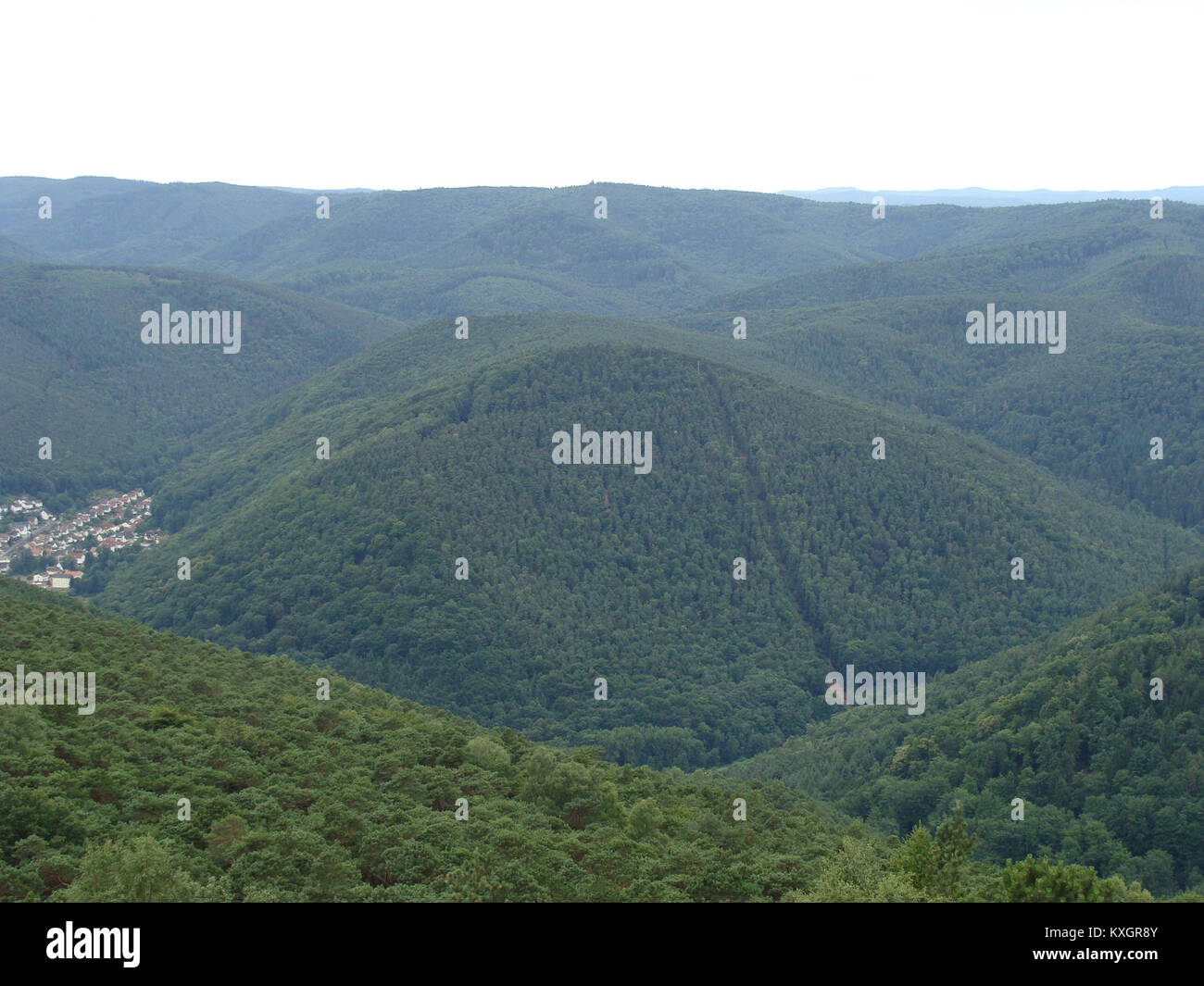 This photograph captures a scene from the Palatinate Forest ...