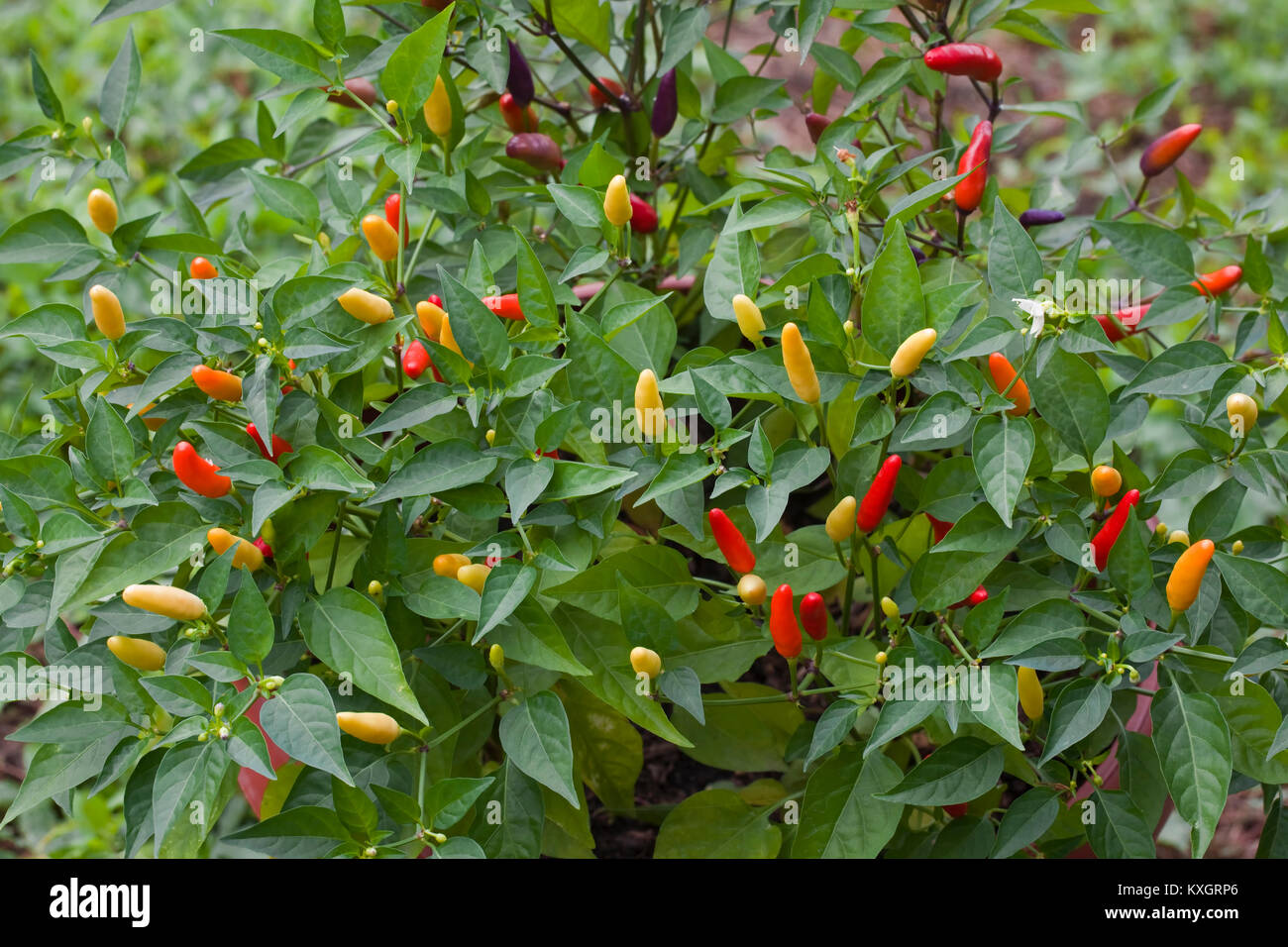 Small Chilli Pepper Bush Growth Stock Photo - Alamy