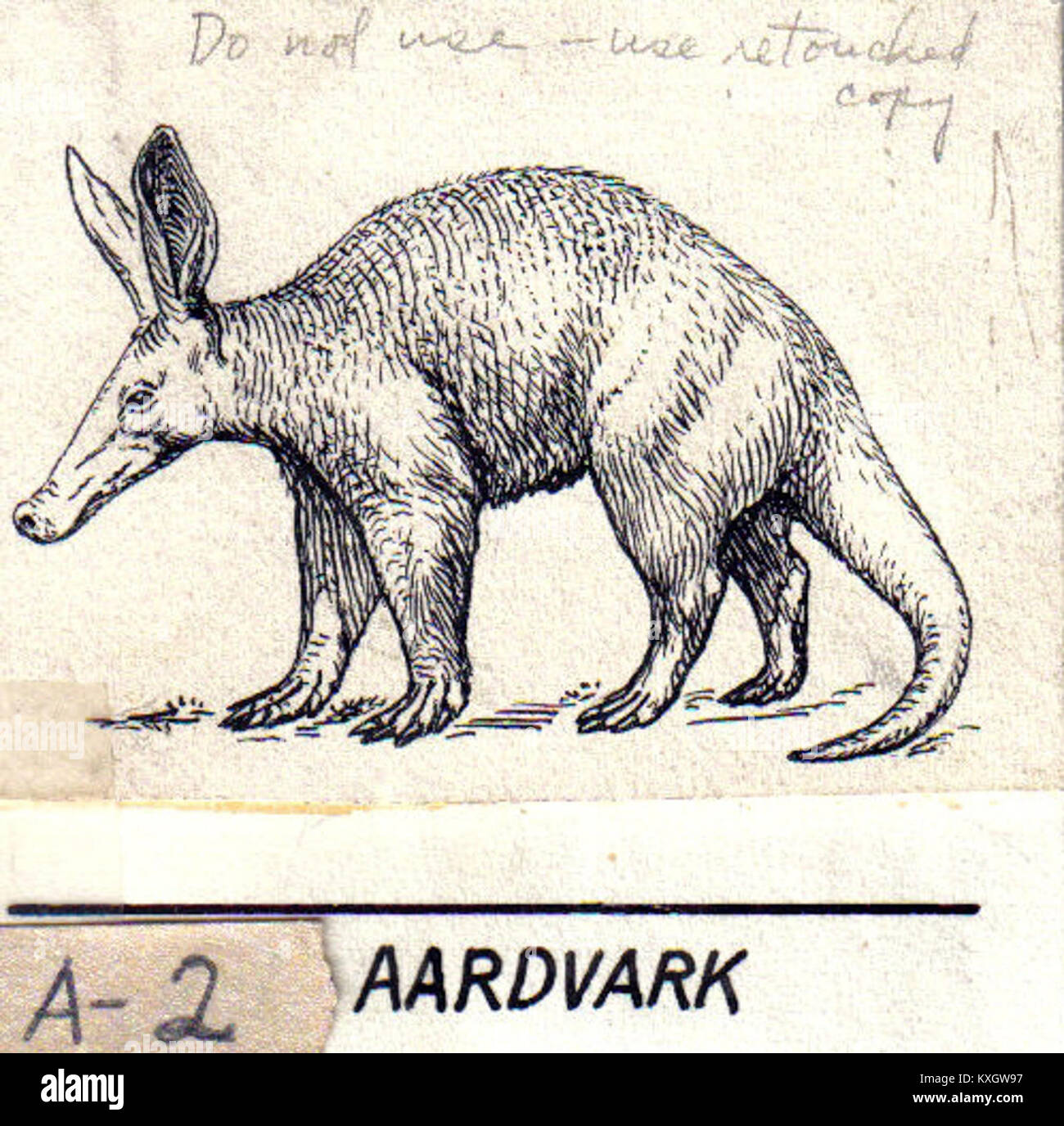 The aardvark is a nocturnal mammal native to sub-Saharan Africa. Known ...