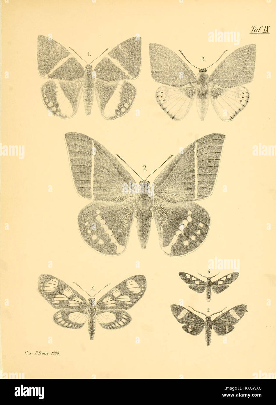 This illustration depicts prominent moth species from the Indo ...