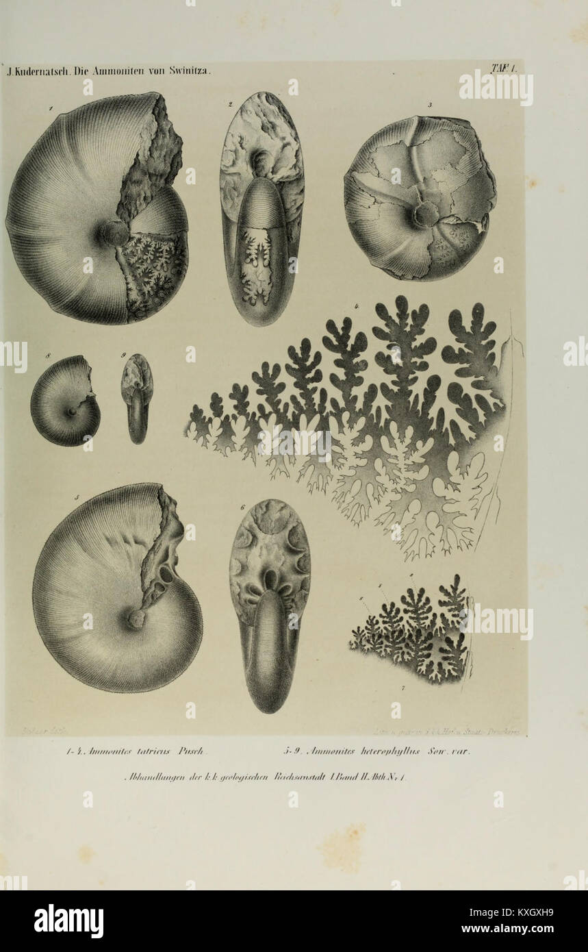 Volume from the Abhandlungen der Kaiserlich-Königlichen Geologischen ...