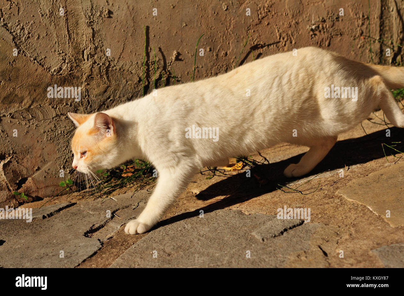 Cat walking down the aisle Stock Photo - Alamy