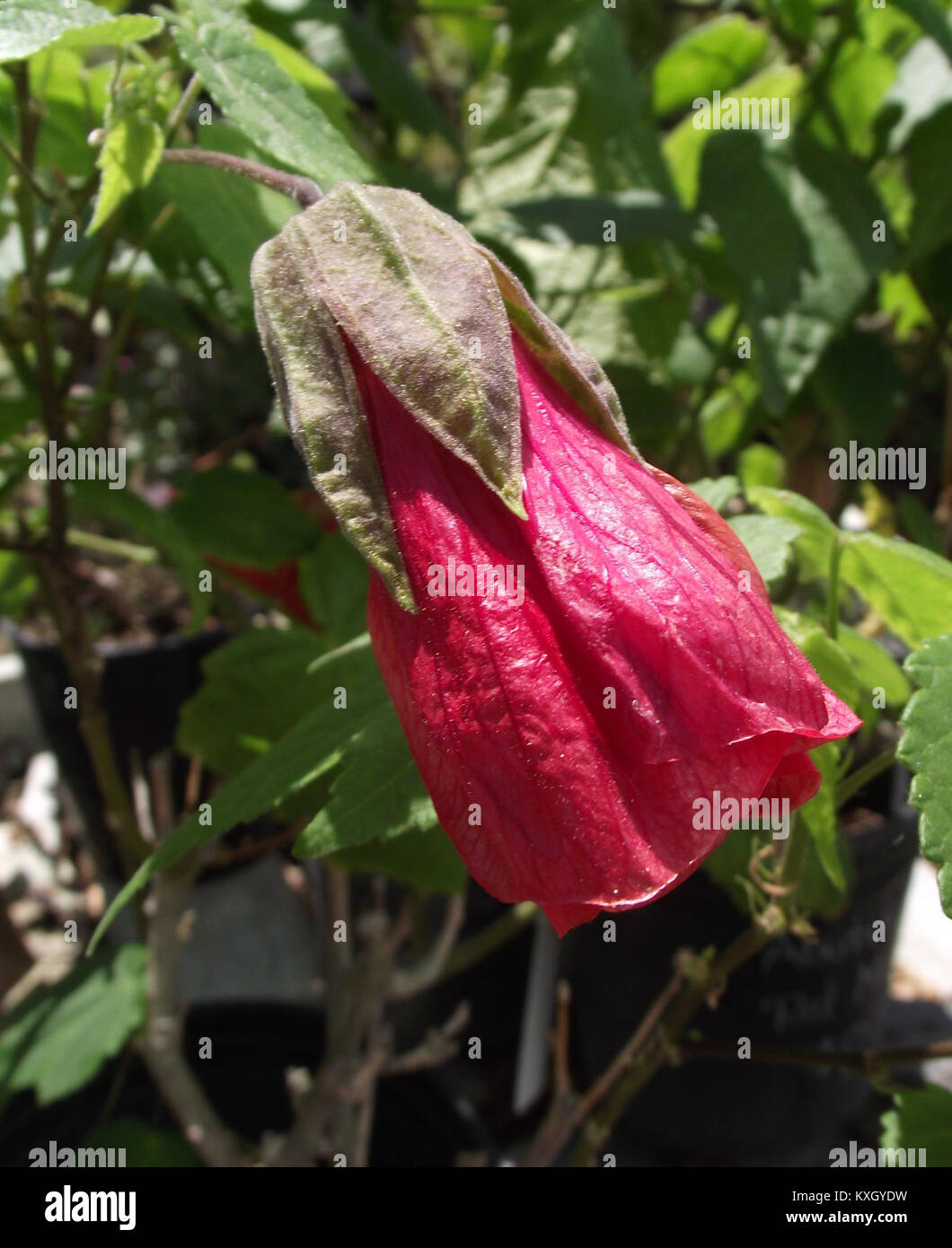 Abutilon species hi-res stock photography and images - Alamy