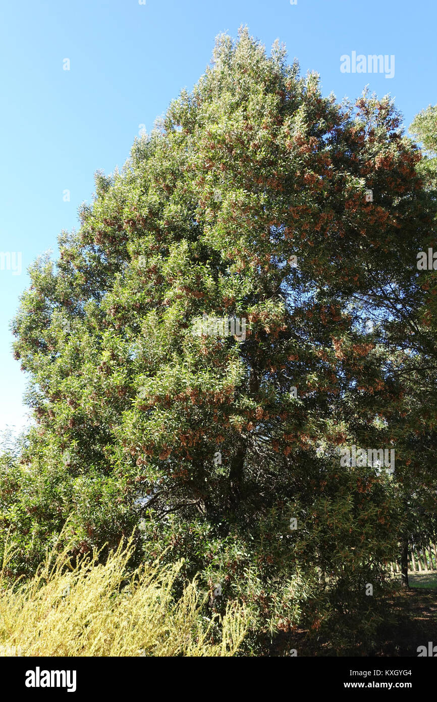 Acacia melanoxylon hi-res stock photography and images - Alamy