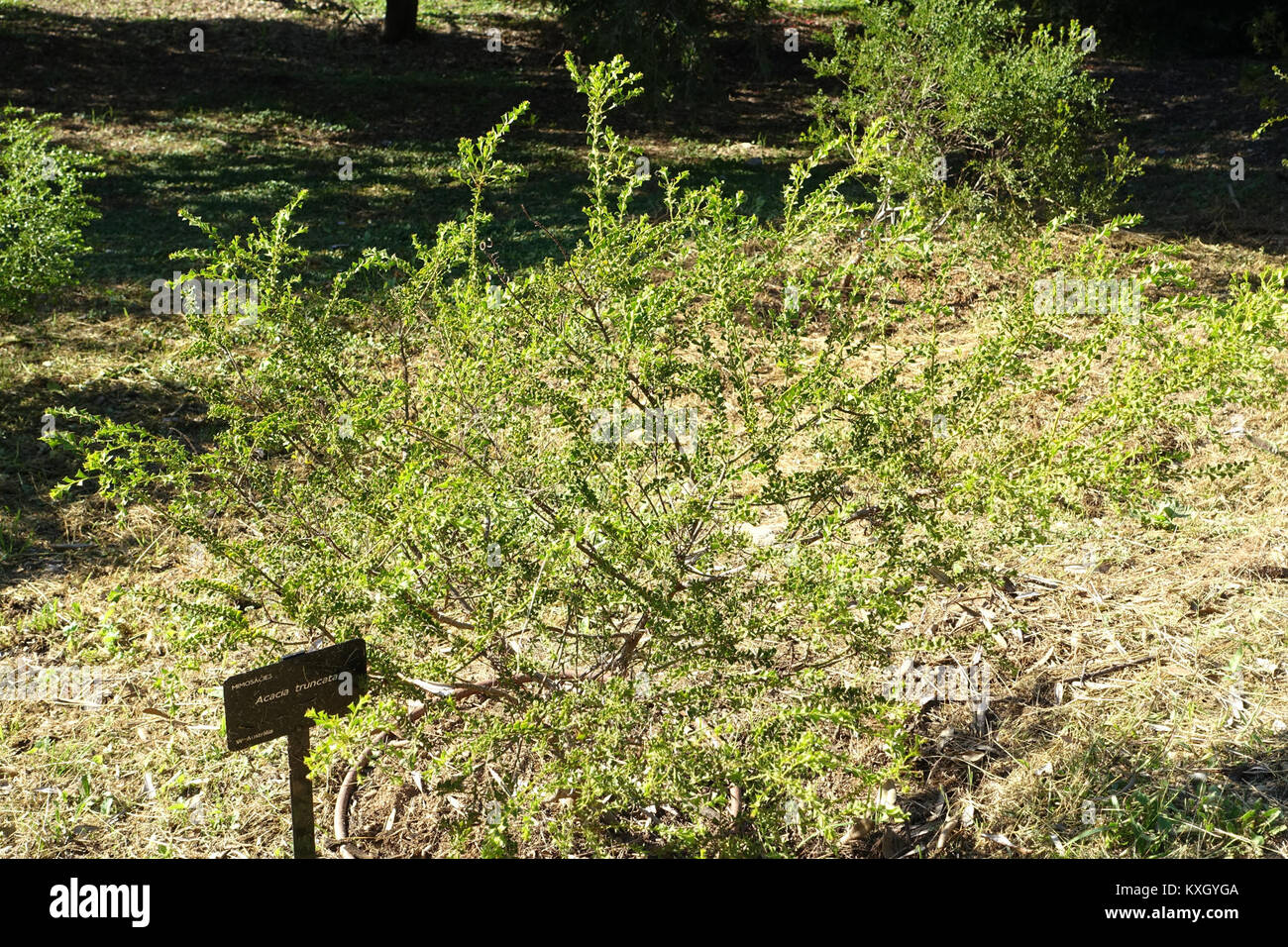 Acacia truncata hi-res stock photography and images - Alamy