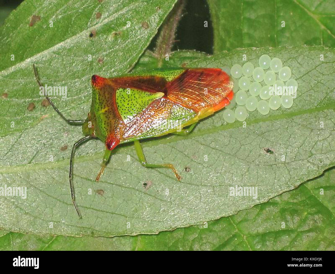 Acanthosoma haemorrhoidale female hi-res stock photography and images ...