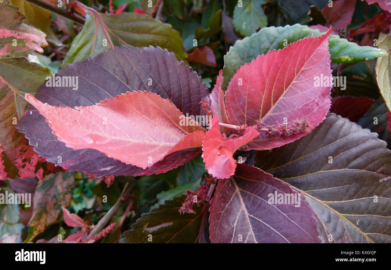 Acalypha wilkesiana Musaïca 2 Stock Photo - Alamy