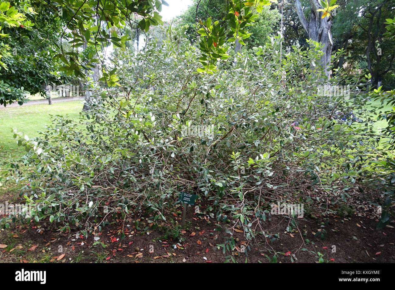 Flowering tree feijoa acca sellowiana hi-res stock photography and ...