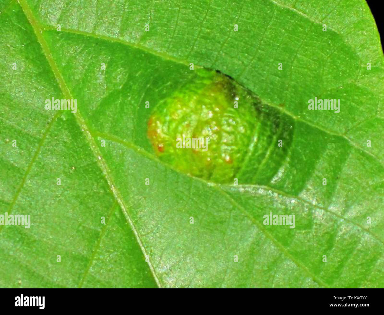 The gall caused by the mite species Aceria erinea (Eriophyidae family ...