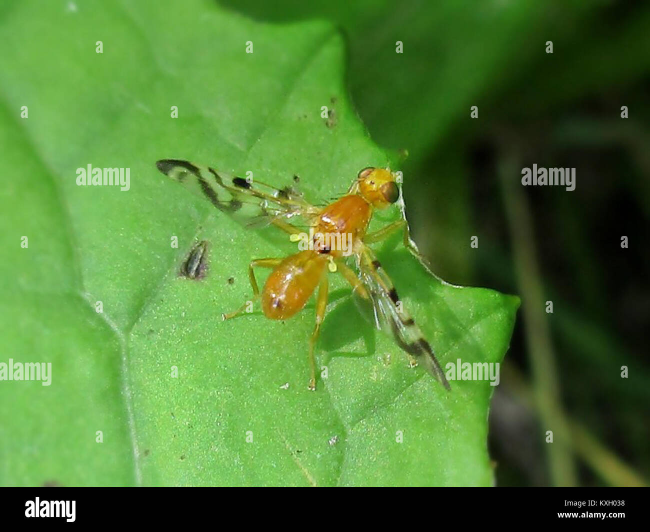 Acidia cognata, a species of scale insect, was observed in Elst ...