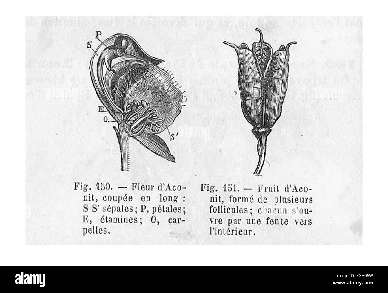 Fruit depiction in art Black and White Stock Photos & Images - Alamy