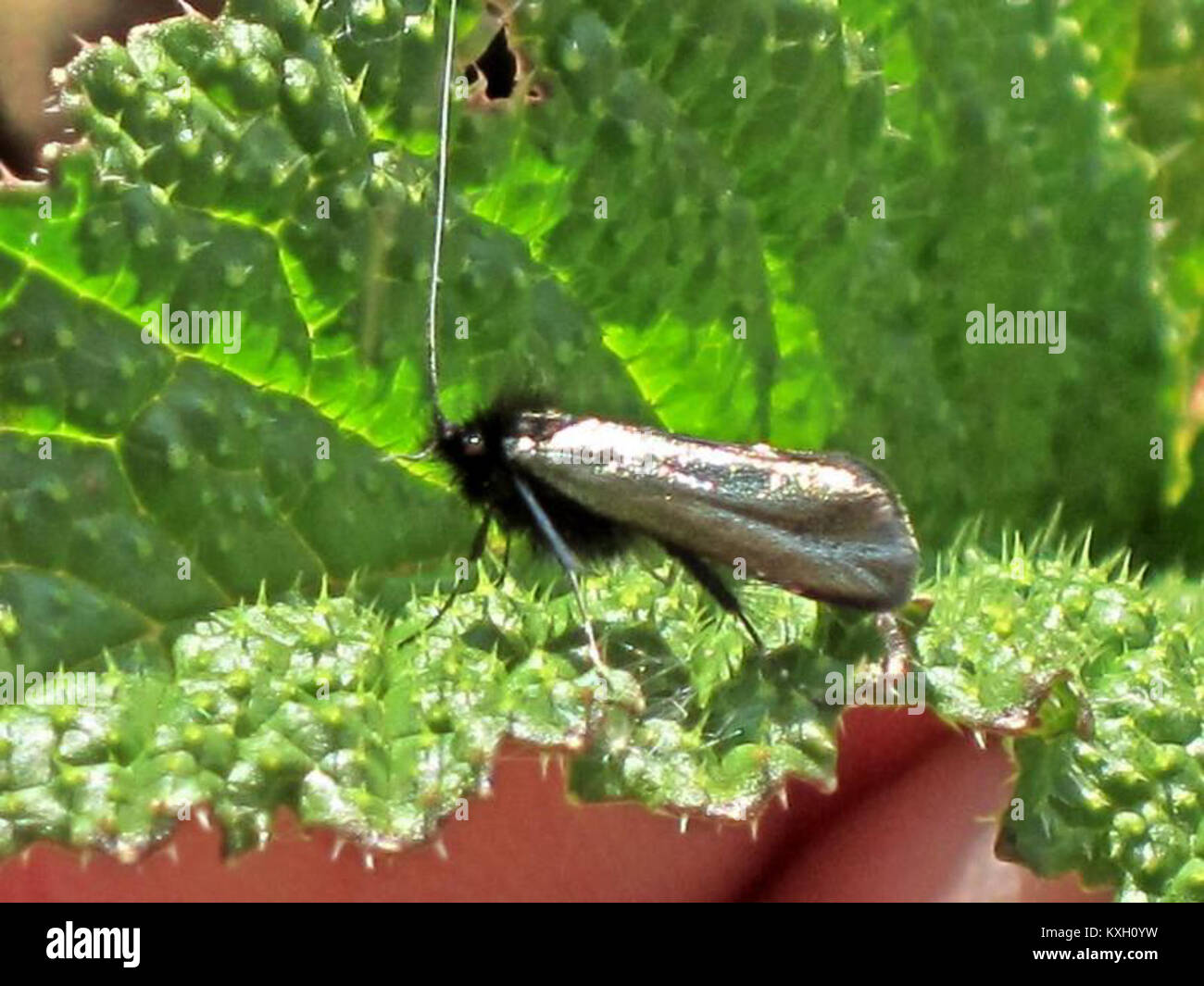 Adela reaumurella (Green Longhorn) male, Elst (Gld), the Netherlands ...