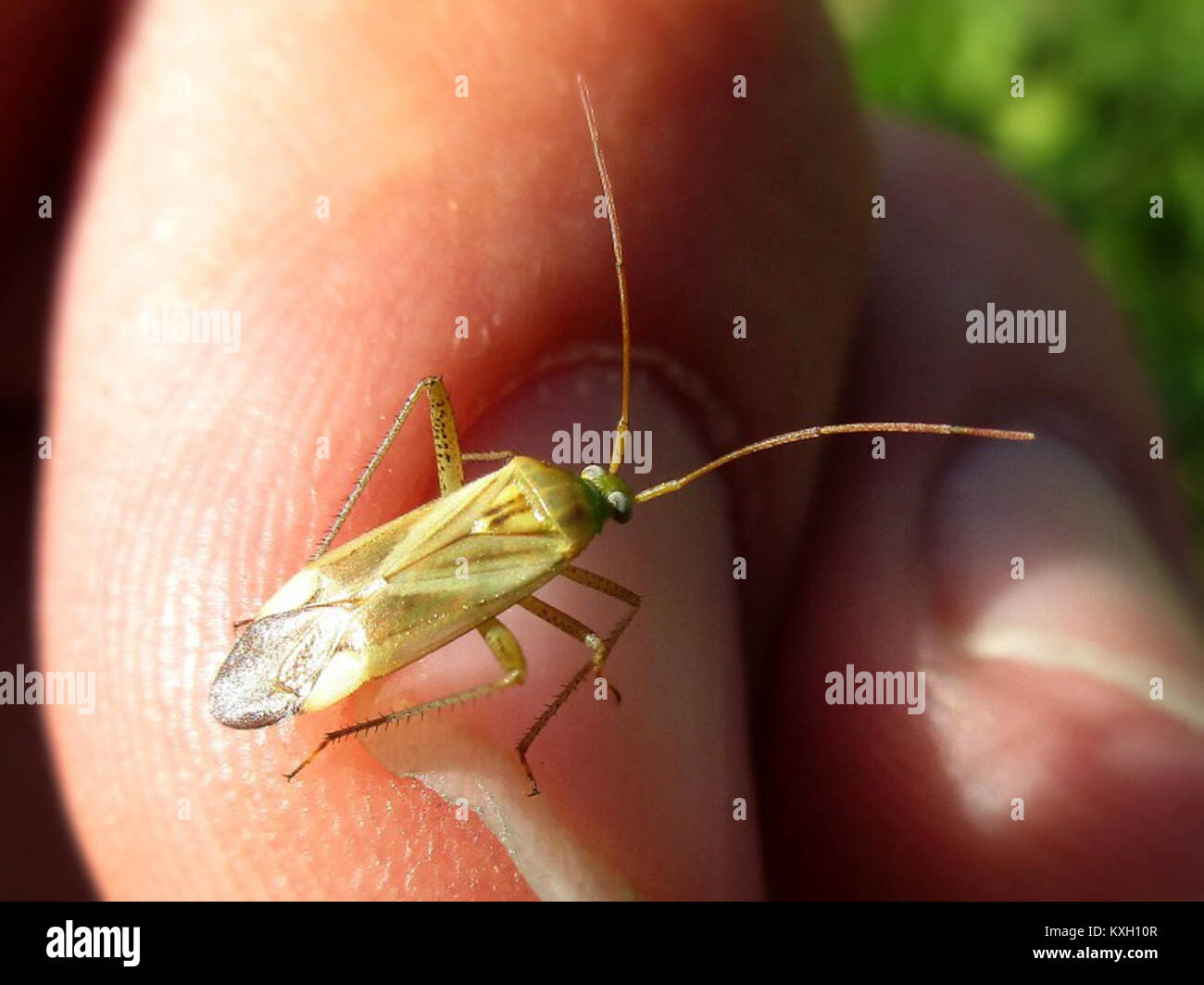 Adelphocoris lineolatus, a species of plant bug from the Miridae family ...