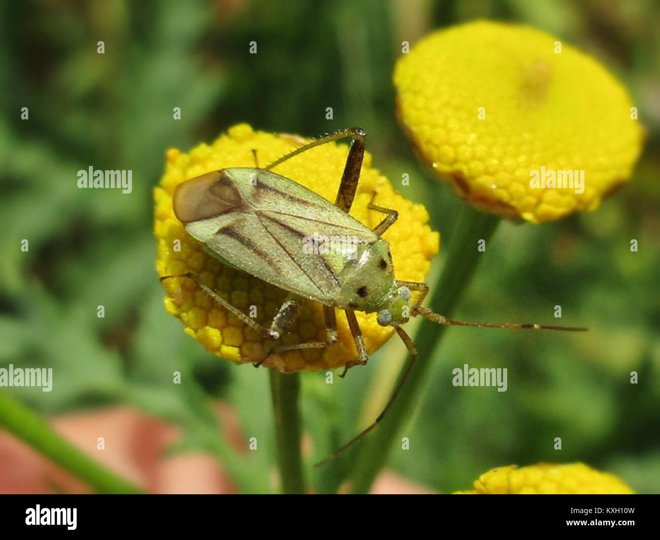 Adelphocoris quadripunctatus (Miridae sp.), Doorwerth, the Netherlands ...