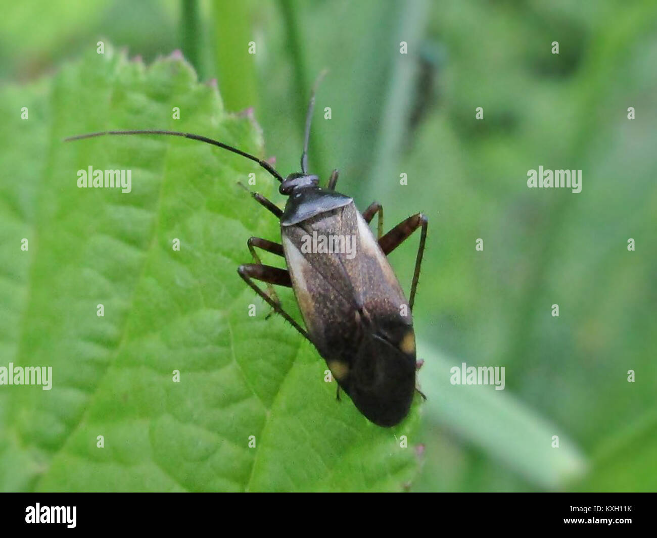 Adelphocoris seticornis, a species of true bug from the Miridae family ...